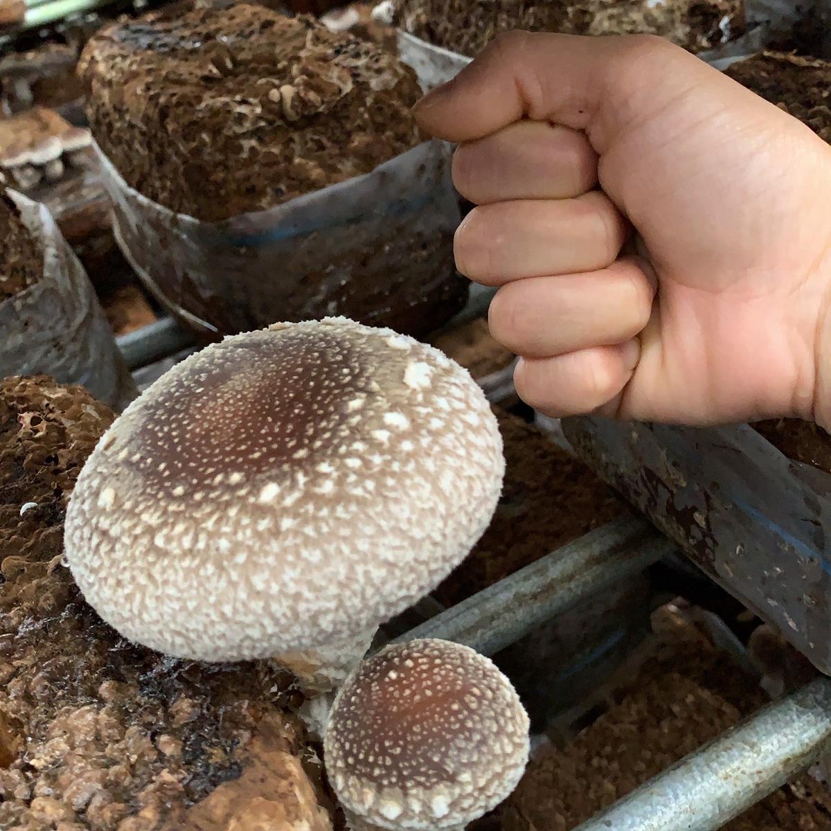 よい子のきのこ専門】うちやま農園さんがコミュニティ向けに「お正月食材に肉...」投稿しました | 産直アウル