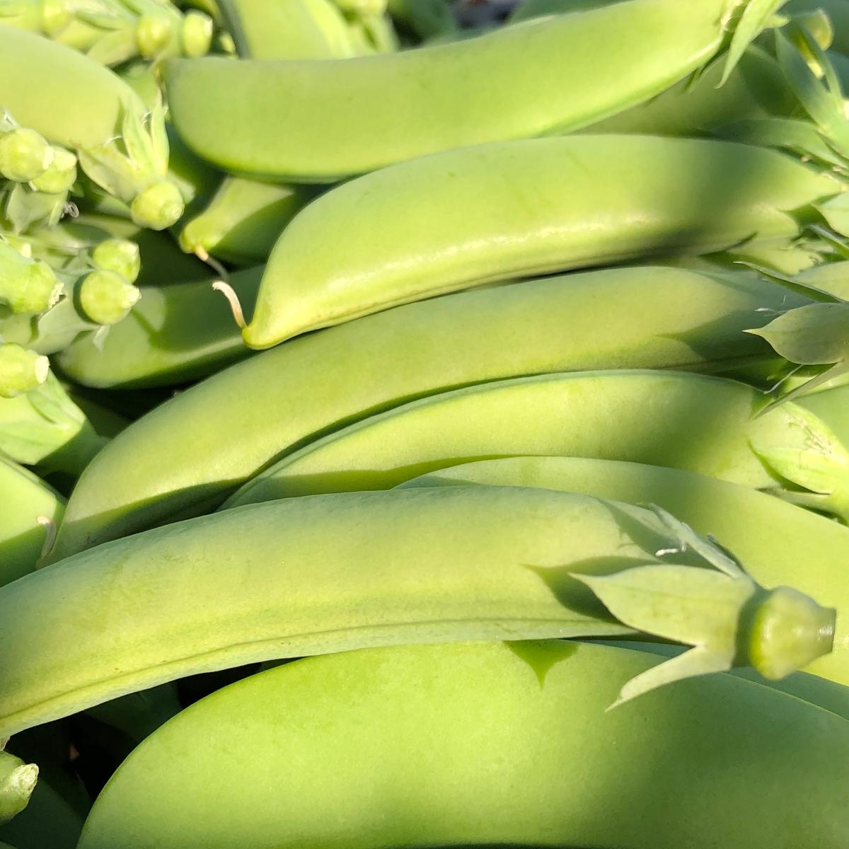 旬屋OKADAさんがコミュニティ向けに「全て発送完了し...」投稿しました | 産直アウル