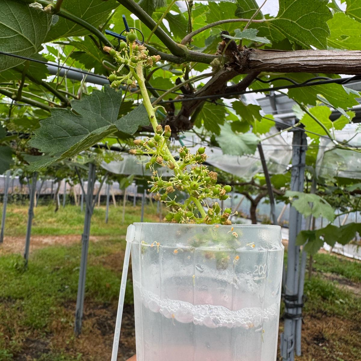 Nini farmさんがコミュニティ向けに「大忙しでござい...」投稿しました | 産直アウル
