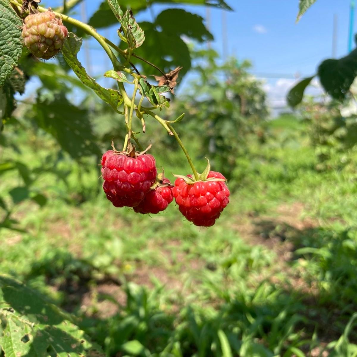 Berry Bu（秋田県・北秋田市）｜生産者詳細｜産直アウル