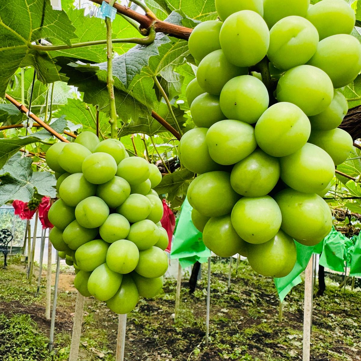 Nini farmさんがコミュニティ向けに「期待のシャイン...」投稿しました | 産直アウル