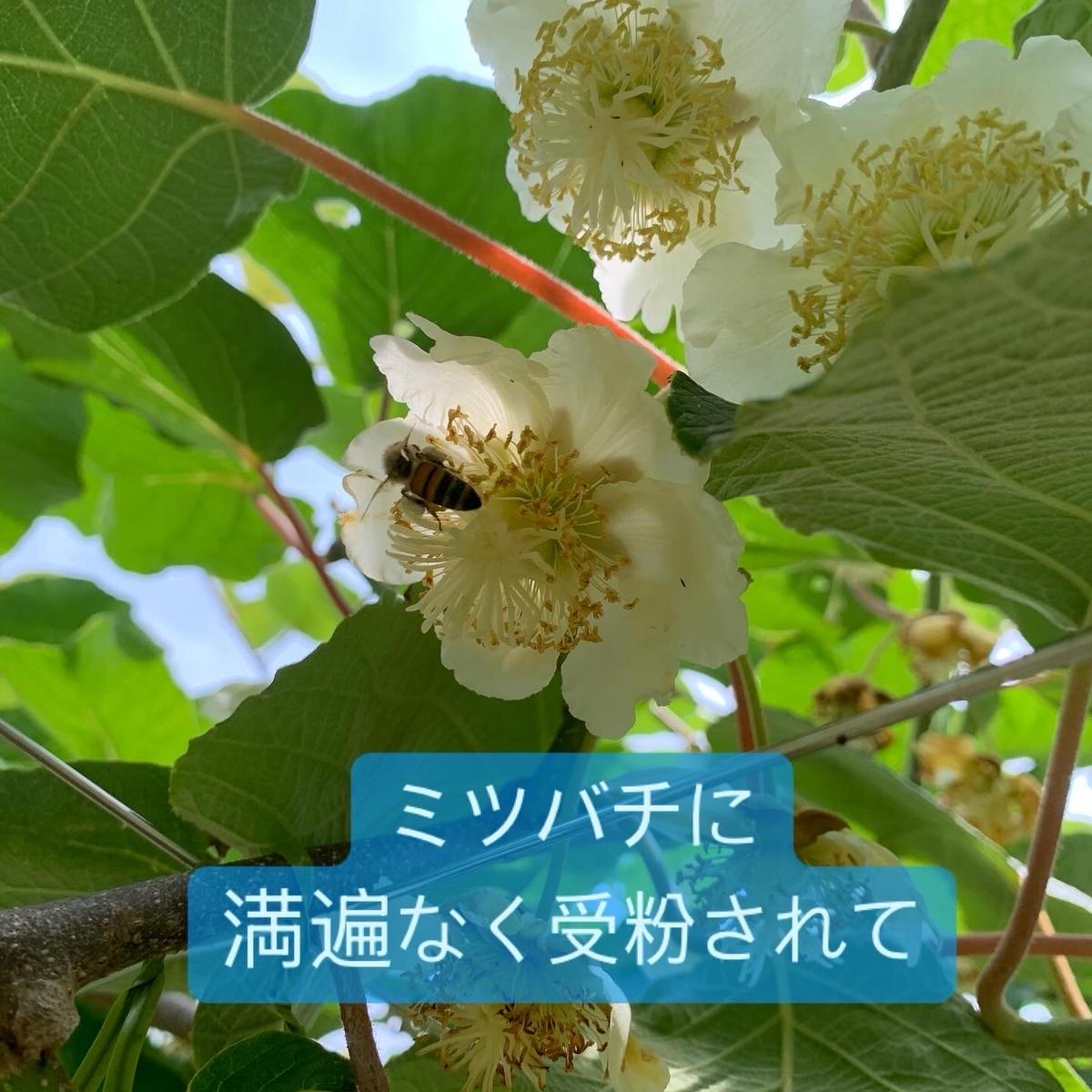 キーウィのもりさんがコミュニティ向けに「キウイの赤ちゃ...」投稿しました | 産直アウル