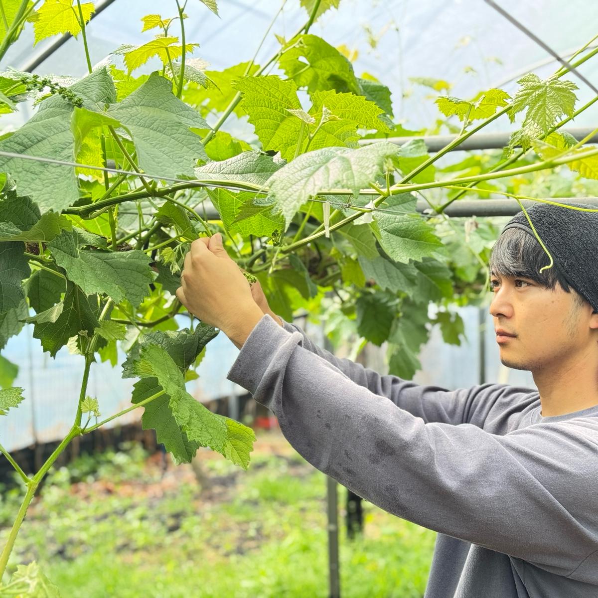 Nini farmさんがコミュニティ向けに「絶好のお出かけ...」投稿しました | 産直アウル