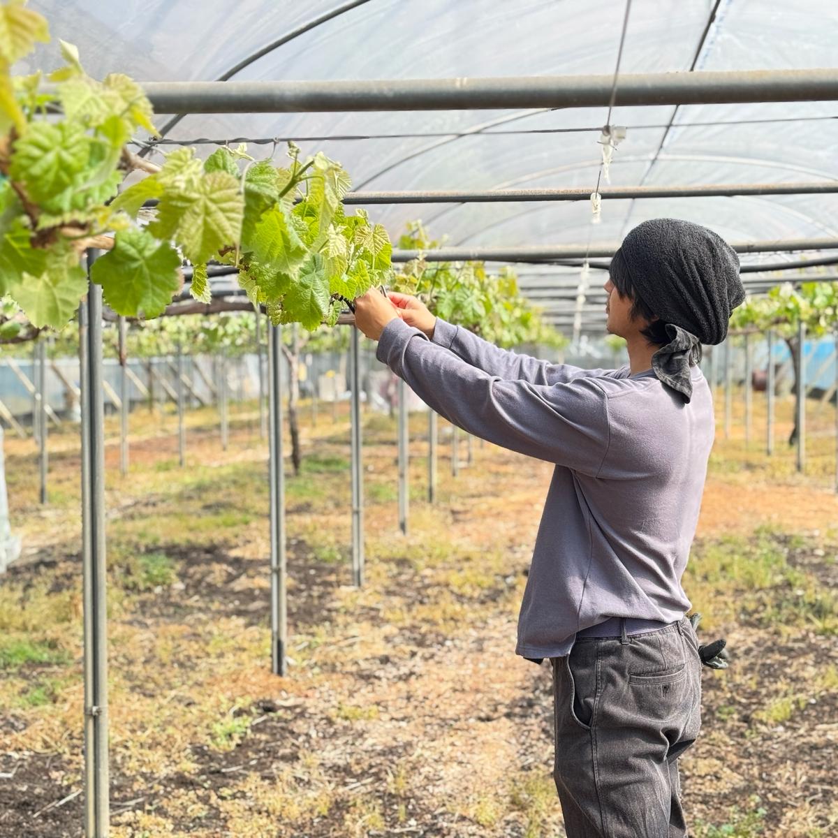 Nini farmさんがコミュニティ向けに「チワワを2匹飼...」投稿しました | 産直アウル