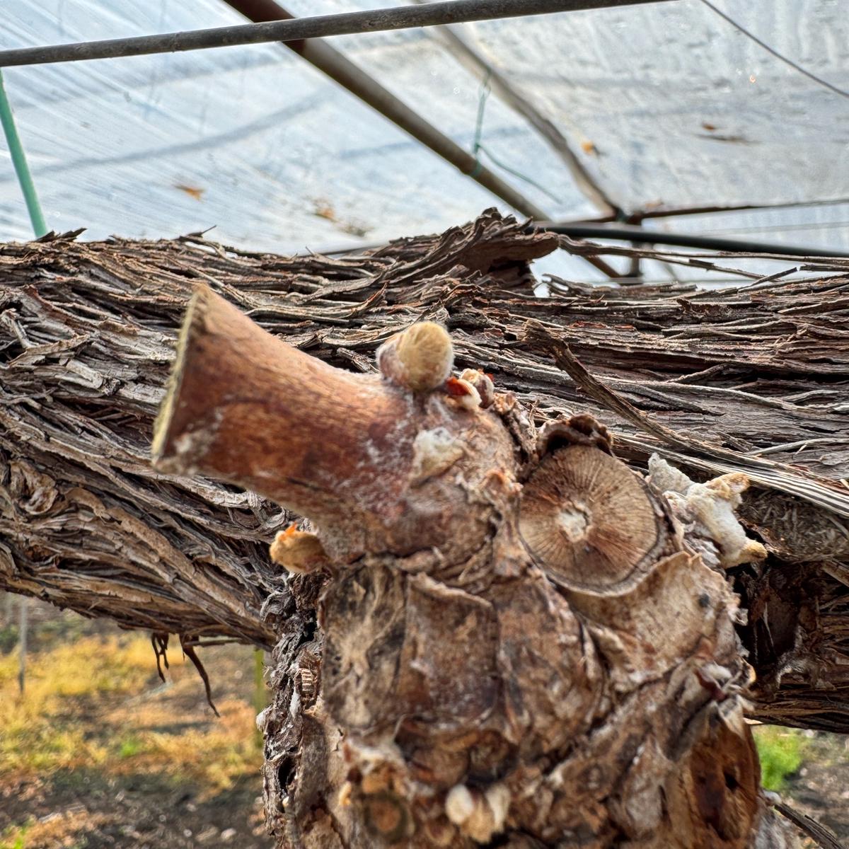 Nini farmさんがコミュニティ向けに「今年もよろしく...」投稿しました | 産直アウル