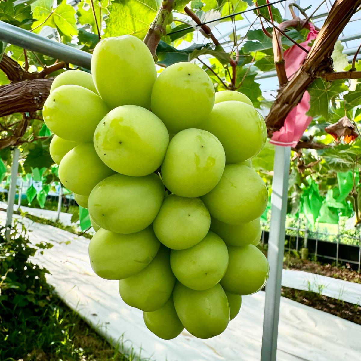 Nini farmさんがコミュニティ向けに「アウルの日限定...」投稿しました | 産直アウル