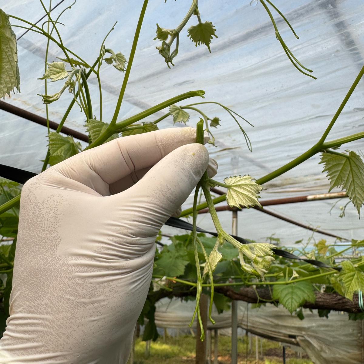 Nini farmさんがコミュニティ向けに「ワインが作りた...」投稿しました | 産直アウル