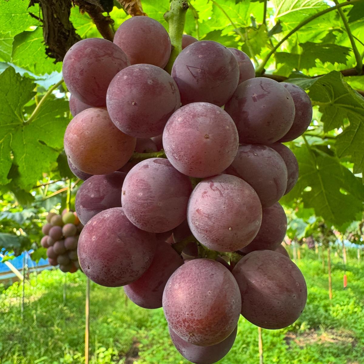 Nini farmさんがコミュニティ向けに「ニューピオーネ...」投稿しました | 産直アウル