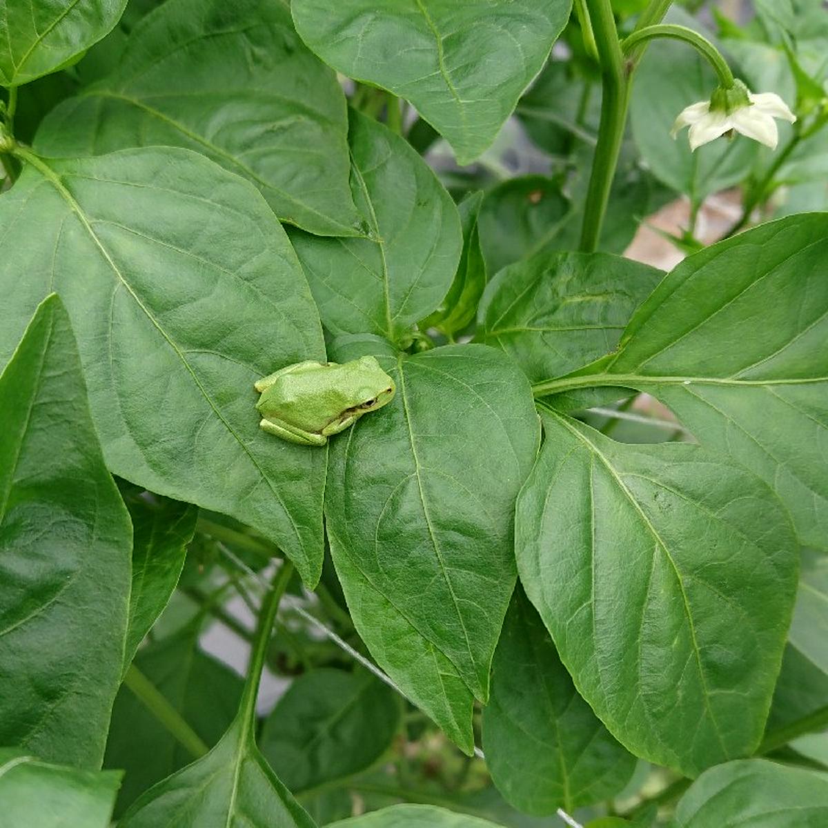 NF Farmのご紹介 | 養父市 | 産直アウル 農家から直接野菜などの食材を購入できる産地直送の宅配通販サイト