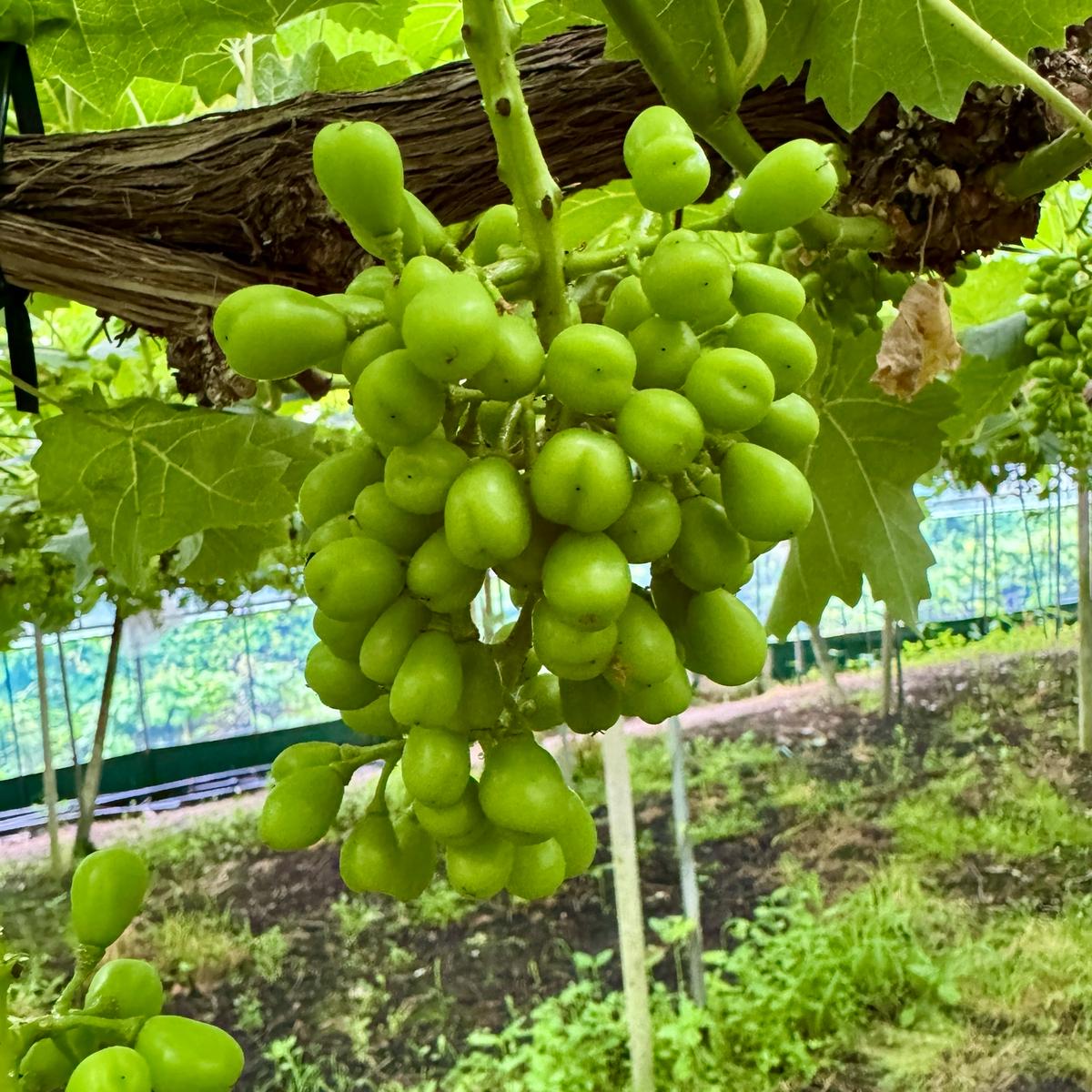 Nini farmさんがコミュニティ向けに「葡萄栽培🍇一番...」投稿しました | 産直アウル