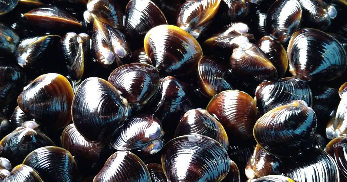 スヌさんが 大脇丸 の 【お試し】冷凍大和しじみ 900g(2Lサイズ) についてのごちレポ「美味しかったです」を投稿しました | 産直アウル