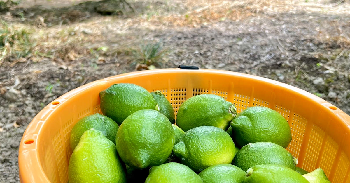 nasimotoさんが 永井農園 の 【お試し】グリーンレモン 1キロ についてのごちレポ「レモネードが美味しい」を投稿しました | 産直アウル