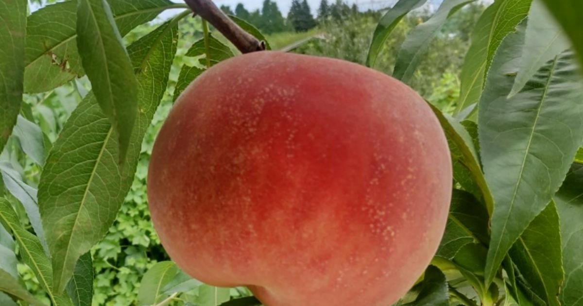 M.Mさんが 仲野果樹園 の 桃 大玉 品種おまかせ 5kg (12～16個) 8月出荷 についてのごちレポ「美味しい」を投稿しました | 産直アウル