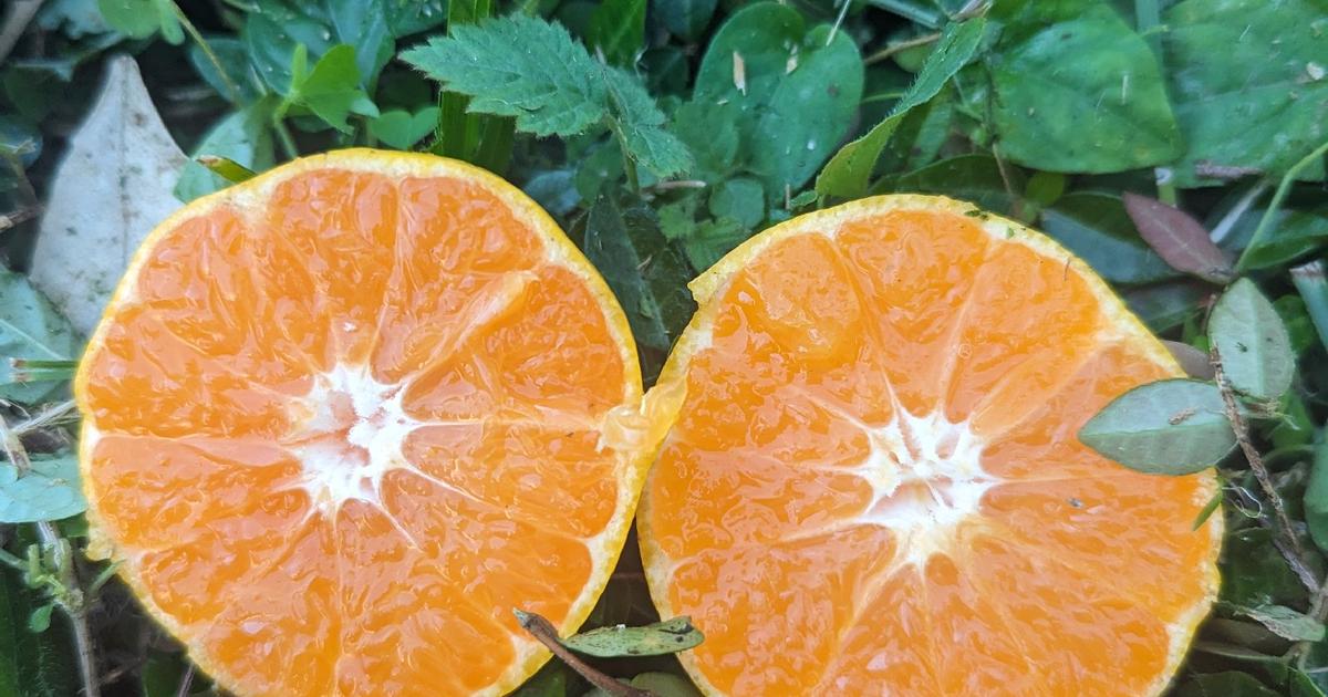 linaさんが fumi farm の ちょと贅沢お試しみかん2.5キロ についてのごちレポ「薄味でした」を投稿しました | 産直アウル