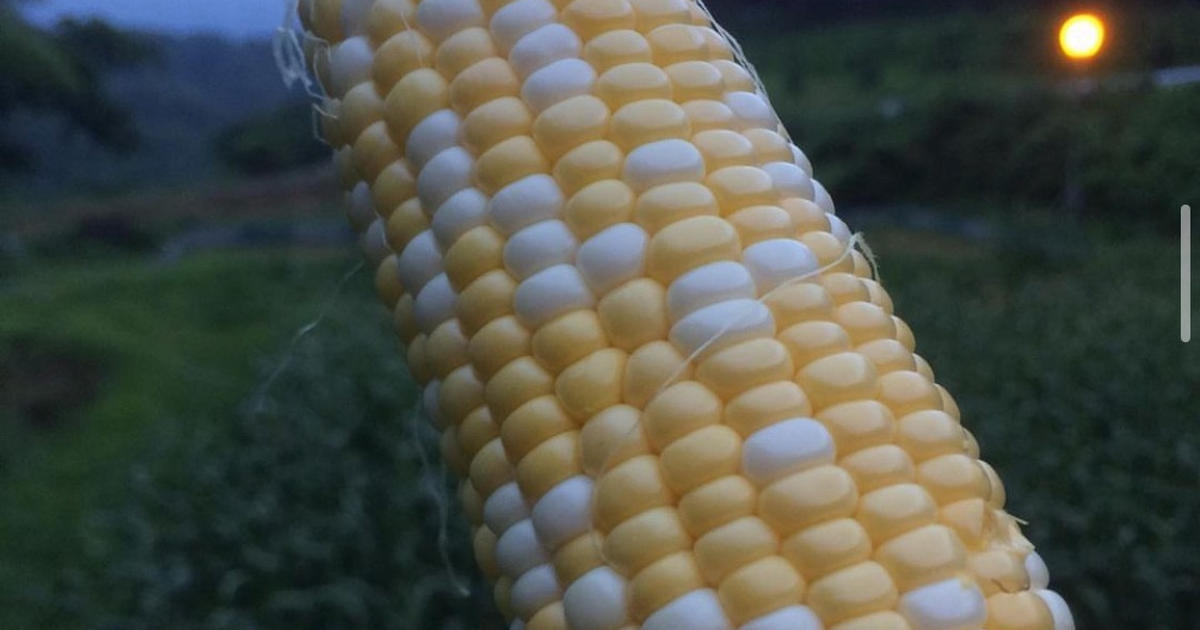 ヘビーさんが テトテ農園 の 《訳あり品4.5kg》南信州産フルーツとうもろこし4.5kg（14〜18本）【アウルの日】 についてのごちレポ「満足」を投稿しました | 産直アウル