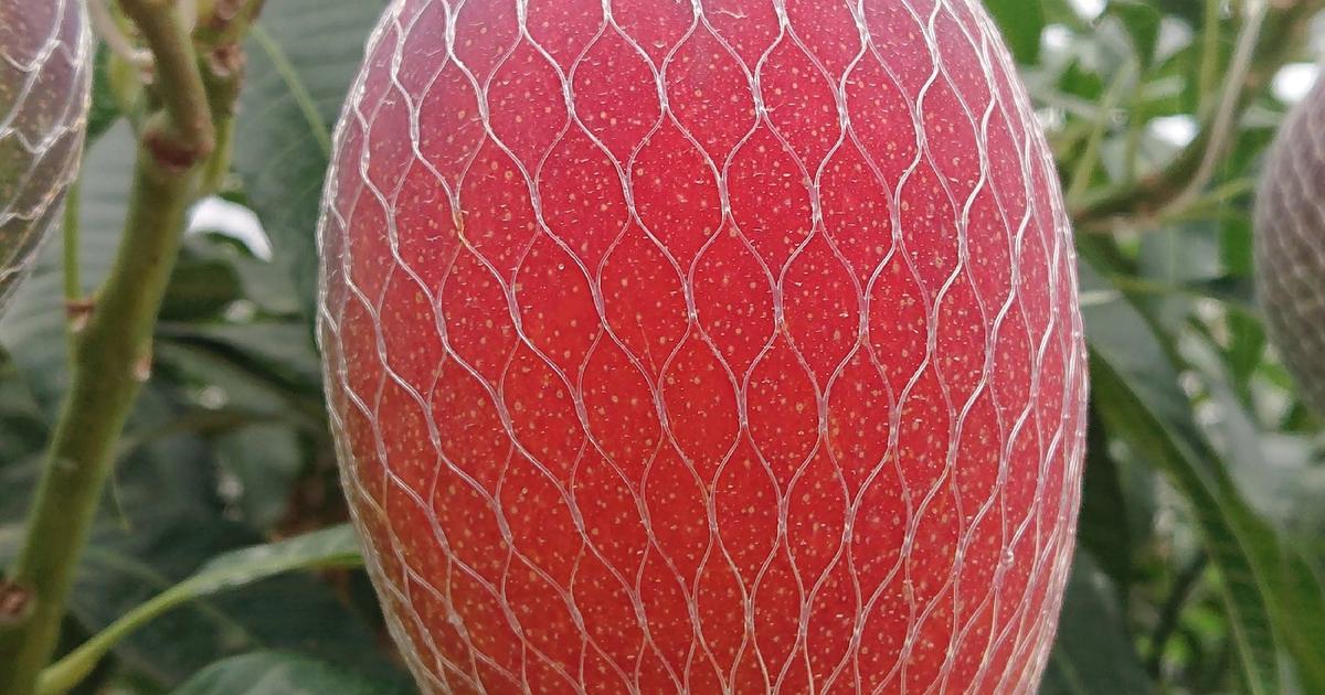 ラベンダー5さんが 福福堂 アウル店 の 大玉 完熟アップルマンゴー 3L 2玉入 化粧箱入 1玉約450g についてのごちレポ「高級マンゴー」を投稿しました | 産直アウル