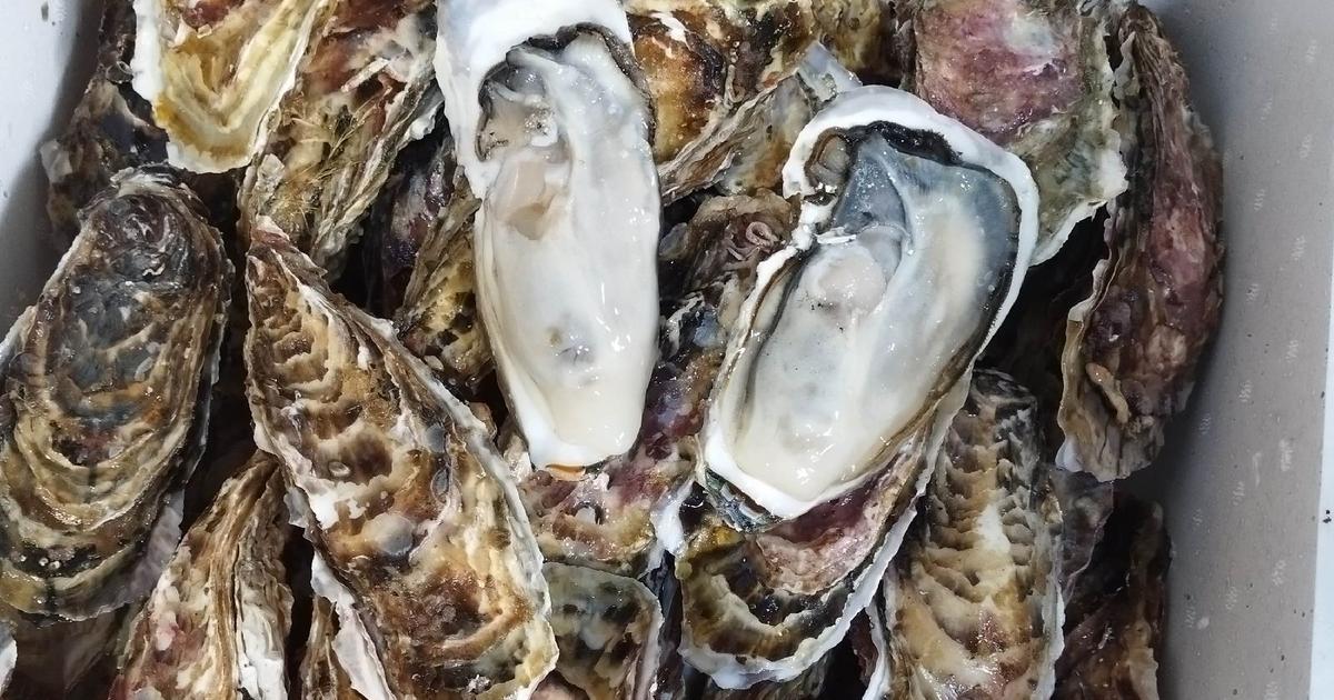 ヨッシーさんが 株式会社イワムラ水産 の 新物！ バラ牡蠣 7kg 45から55個くらい 生食可 【飲食店向け】【アウルの日】 についてのごちレポ「感動 ️」を投稿しました | 産直アウル