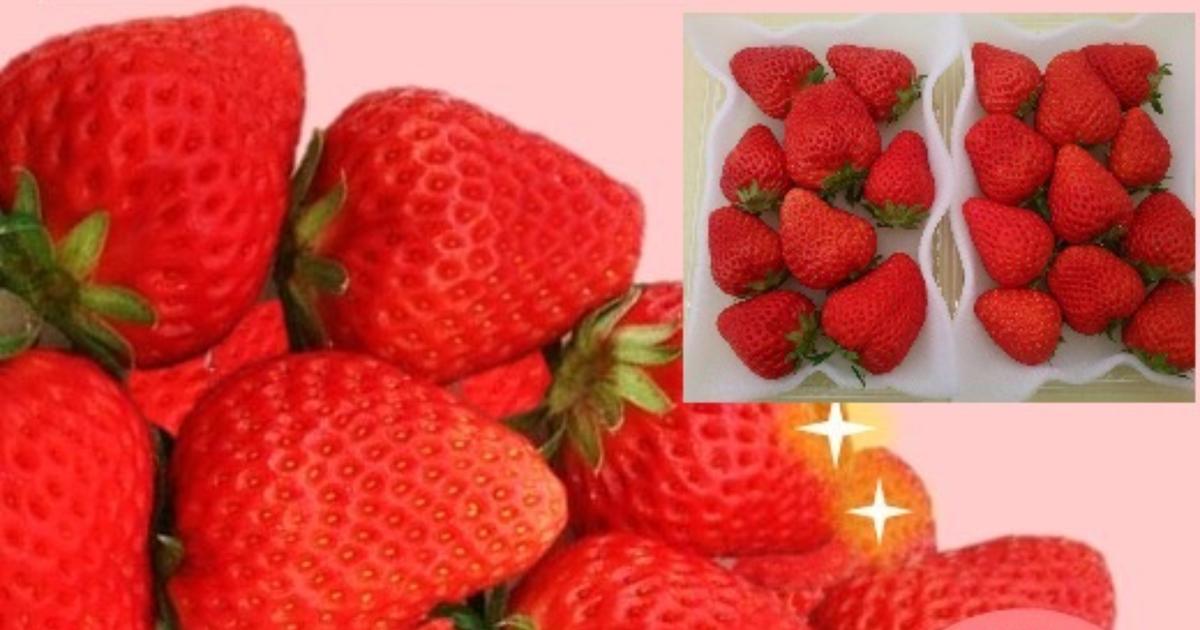 みっさんさんが みなみのいちご園 の 完熟いちご（紅ほっぺ）300g2パック（DXパック）（2022年静岡県いちご果実品評会入賞） についてのごちレポ「息子に送りました」を投稿しました | 産直アウル