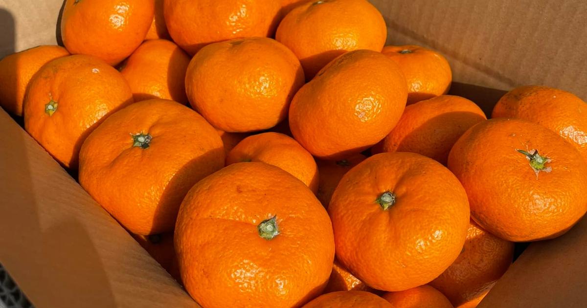 でんでんちさんが 杉山農園ーYouchan's Farmー の 良品(ちょいキズ) 静岡みかん（青島温州みかん）5kg 2S～4Lサイズ についてのごちレポ「いい感じ🍊」を投稿しました | 産直アウル