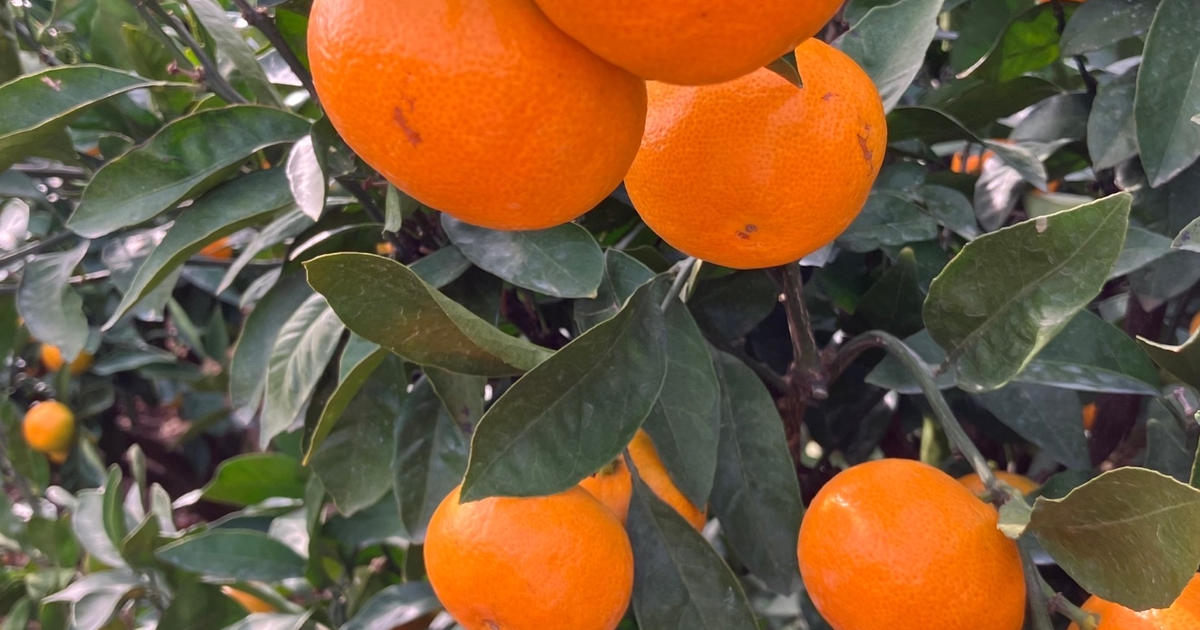 まぁちゃんさんが Ninomiya Farm の 早生ミカン10kg（2sサイズ） についてのごちレポ「ミカン」を投稿しました | 産直アウル