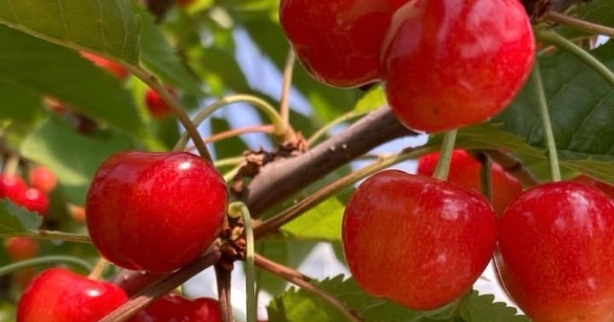 hiroさんが マルゼン佐藤果樹園 の 大玉さくらんぼ「佐藤錦」たっぷり1kg・2Lサイズ についてのごちレポ「美味です！」を投稿しました | 産直アウル
