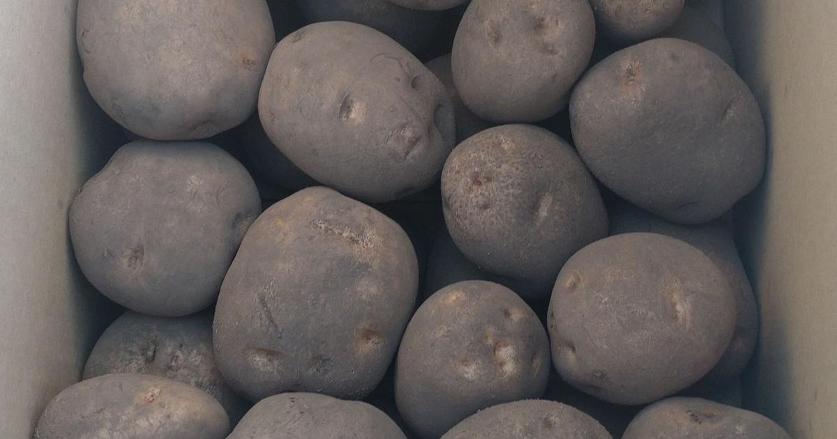 ミキさんさんが もり農園 の もり農園のじゃがいも キタアカリ5kg M~Lサイズ についてのごちレポ「嬬恋じゃがいも」を投稿しました | 産直アウル