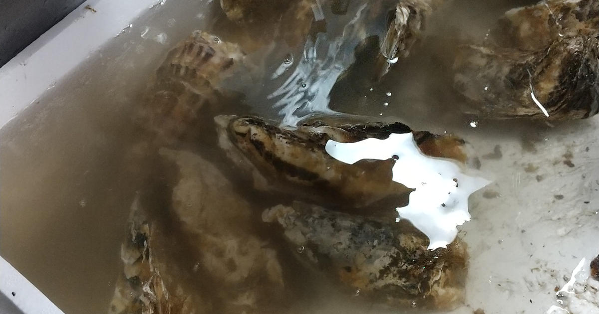 レインさんが 株式会社イワムラ水産 の 旬到来！ バラ牡蠣 7kg 45から55個くらい 生食可 【飲食店向け】【アウルの日】 についてのごちレポ「洗うお時間ある方向き」を投稿しました | 産直アウル