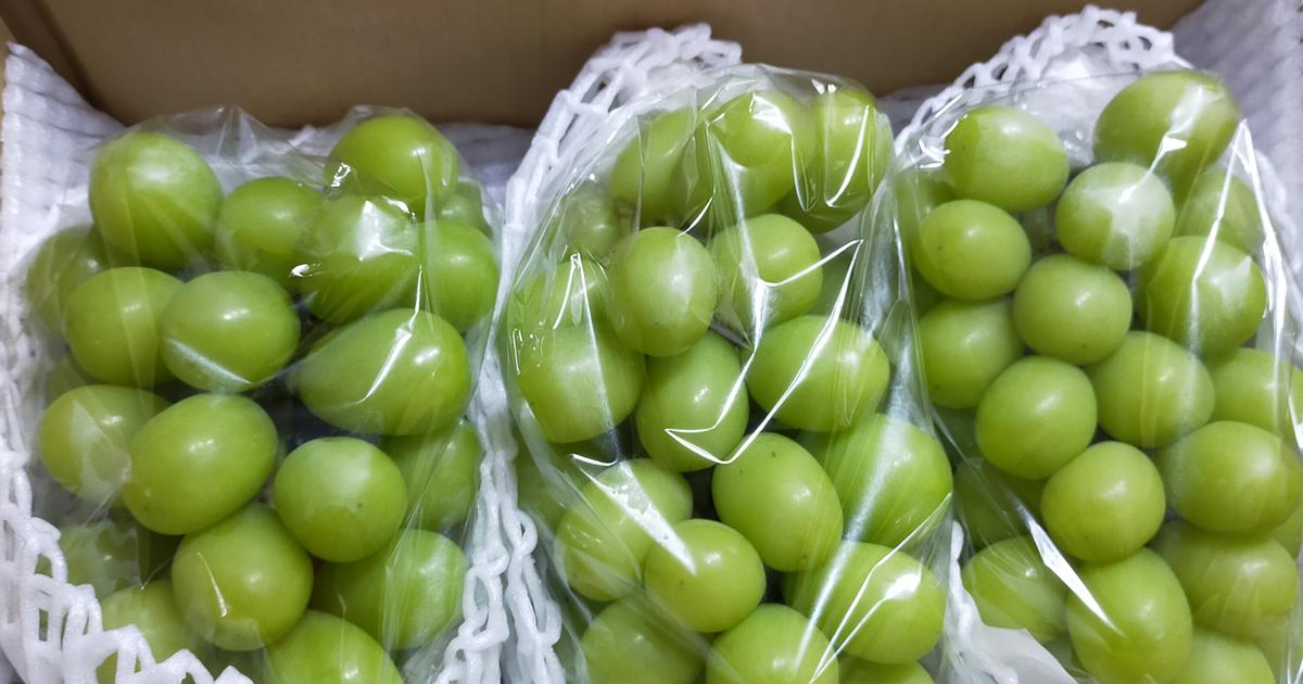 鰤身さんが 本気農場いけだ の 【銀賞】シャインマスカット2kg（3～4房・家庭用）／本気農場いけだ についてのごちレポ「最速リピート！」を投稿しました | 産直アウル