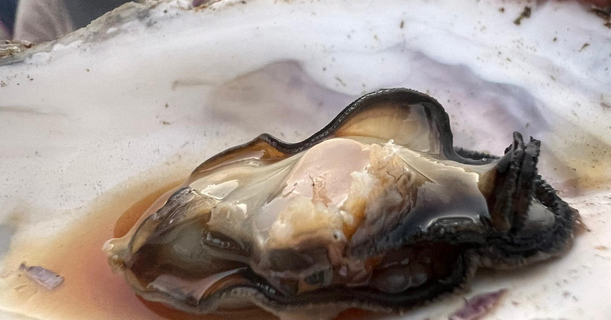 たーぼーさんが 株式会社イワムラ水産 の 【旬祭限定】旬到来！ バラ牡蠣 7kg 45から55個くらい 生食可 【飲食店向け】【アウルの日】 についてのごちレポ「お得」を投稿しました | 産直アウル