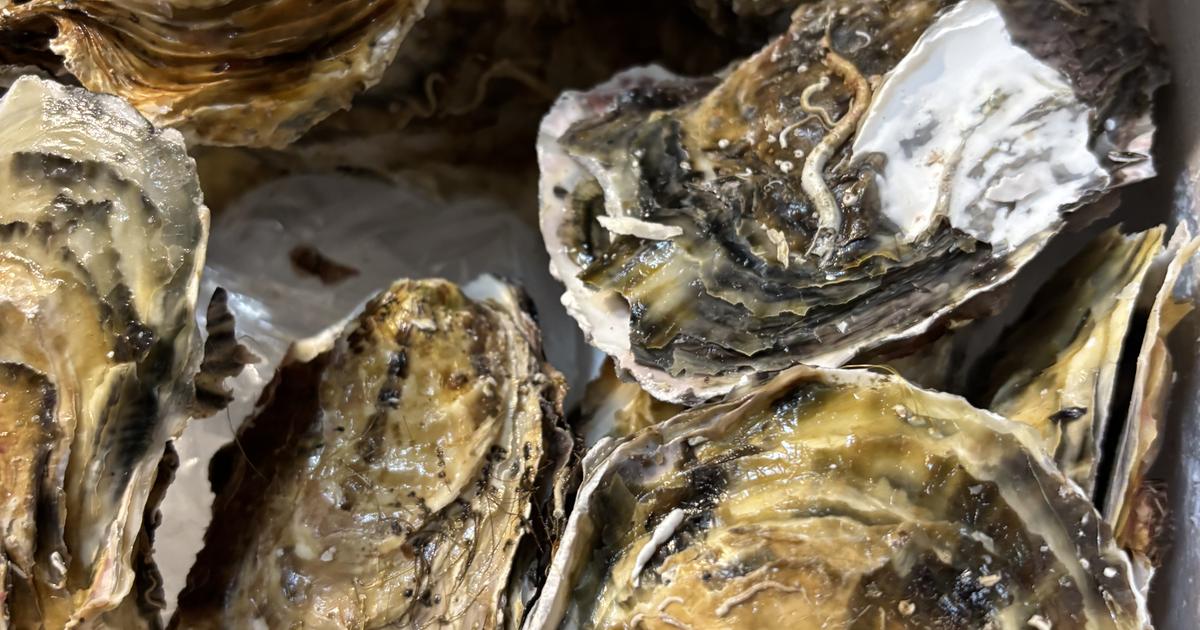 えみさんが 株式会社イワムラ水産 の 旬到来！ バラ牡蠣 7kg 45から55個くらい 生食可 【飲食店向け】【アウルの日】 についてのごちレポ「最高に美味しかったです」を投稿しました | 産直アウル