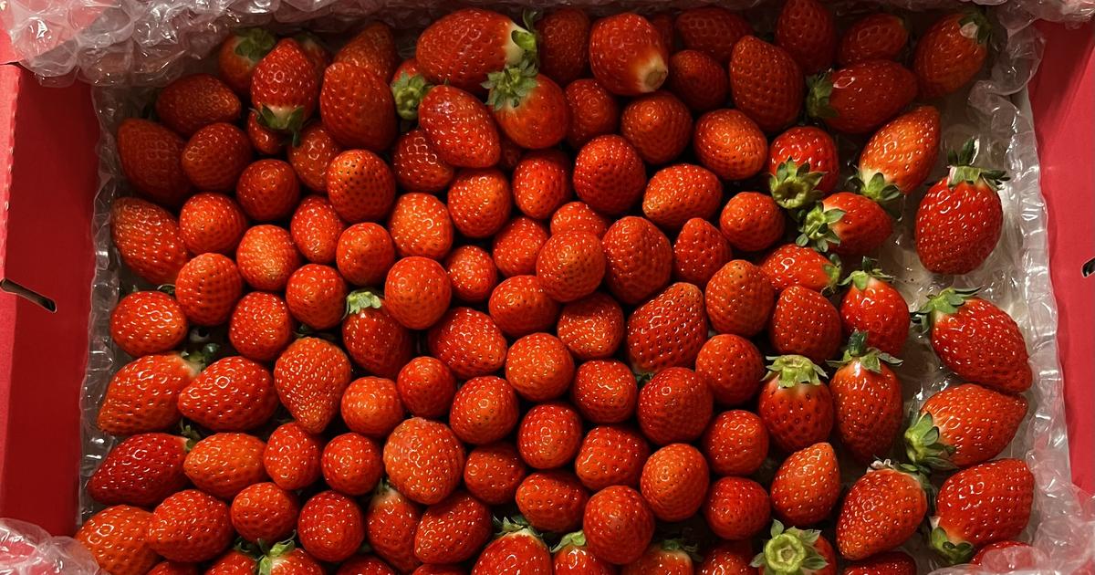 mokoさんが どらちゃん農園 の 【新品種べにたま】小粒たっぷり1Kg ついに解禁🍓 についてのごちレポ「美味しかった」を投稿しました ...