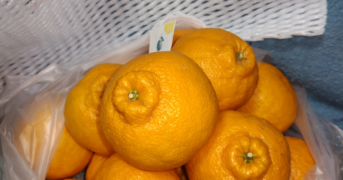かわまゆさんが ICHIMASA の 一政園 不知火（5キロ18個 家庭用） についてのごちレポ「美味しいです」を投稿しました | 産直アウル
