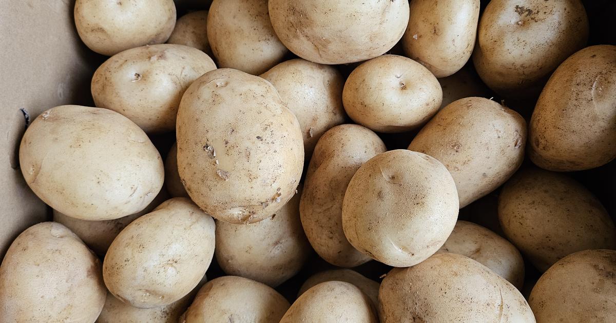 タカポンさんが 南国の恵み徳之島恵実菜園 の 新じゃがいも 送料無料 10kg M~3Lサイズ混合 赤土 南国の恵み についてのごちレポ「大きなじゃがいも」を投稿しました | 産直アウル