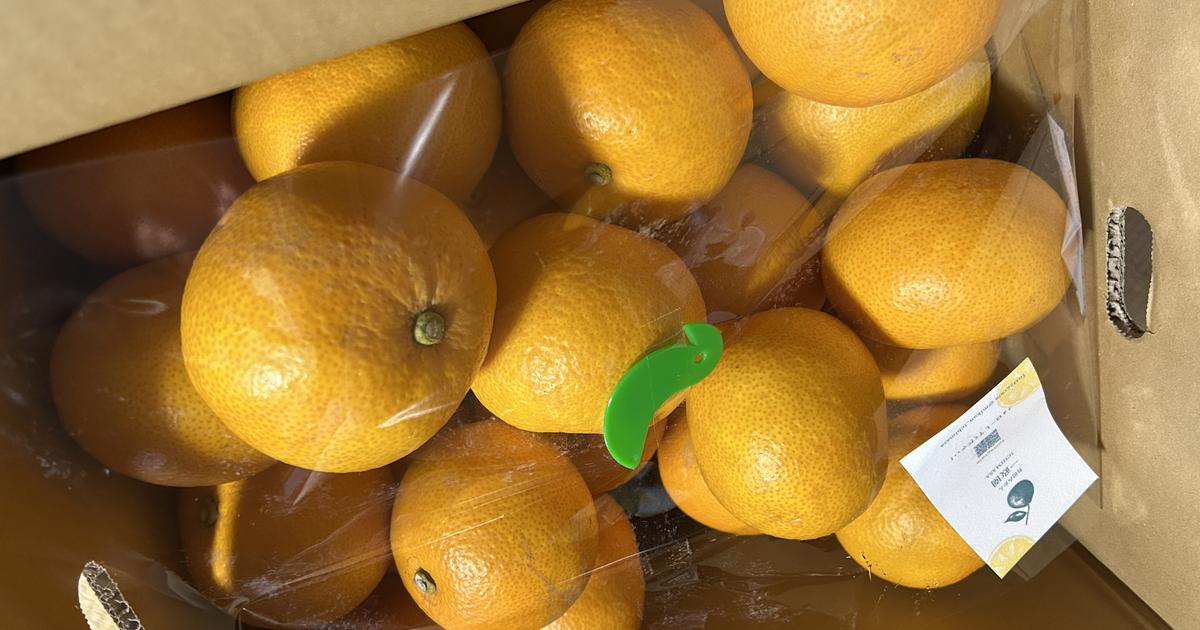 あゆさんが ICHIMASA の 一政園 【木成り八朔】※皮むき器つき 10キロ 家庭用 はっさく さつき八朔 についてのごちレポ「美味かった〜」を投稿しました | 産直アウル