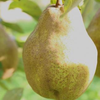 【山形県産 美味しいラ・フランス】5kg 2L玉 16～20個入りの訳あり品です!! | 果物/梨 産直アウル 農家から直接野菜などの食材を購入できる産地直送の宅配通販サイト