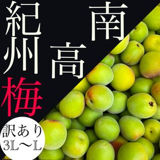 黄 訳あり【L-3L】 | 果物/青梅 産直アウル 農家から直接野菜などの食材を購入できる産地直送の宅配通販サイト