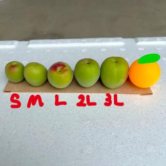 黄 訳あり【L-3L】 | 果物/青梅 産直アウル 農家から直接野菜などの食材を購入できる産地直送の宅配通販サイト