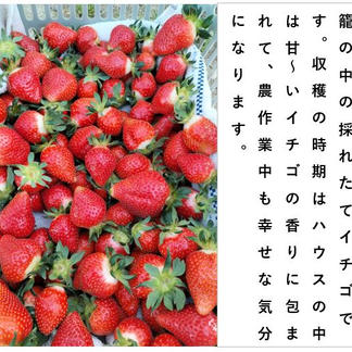 【配送エリア限定、日時指定必須】完熟で香り高い！秋田の夏イチゴ＜約150gx3パック＞ | 果物/いちご 産直アウル 農家から直接野菜などの食材を購入できる産地直送の宅配通販サイト