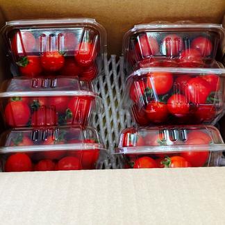 九州 熊本産 ミニトマト 約1.2kg 6パック（200g×6）2S～2L 不揃い (002) 野菜 フルーツ 熊本 食品 旬 トマト | 野菜/トマト 産直アウル 農家から直接野菜などの食材 ...