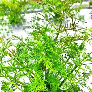 【有機JAS認証、ディル】100g | 野菜/ハーブ 産直アウル 農家から直接野菜などの食材を購入できる産地直送の宅配通販サイト