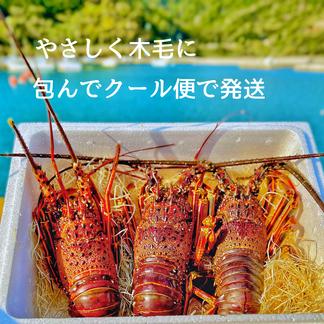 【SALE】2日間限定！2,000円OFFでお買得な伊勢エビ「3kg」 | 魚介類/エビ 産直アウル 農家から直接野菜などの食材を購入できる産地直送の宅配通販サイト