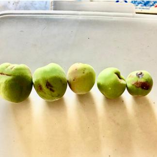 黄 訳あり【L-3L】 | 果物/青梅 産直アウル 農家から直接野菜などの食材を購入できる産地直送の宅配通販サイト