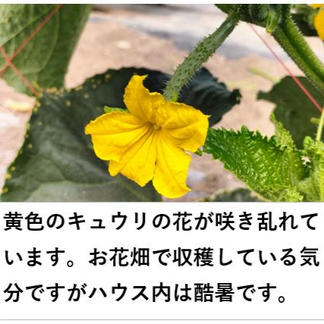 採りたてシャキ旨！キュウリ 約24本/約3,000g | 野菜/きゅうり 産直アウル 農家から直接野菜などの食材を購入できる産地直送の宅配通販サイト