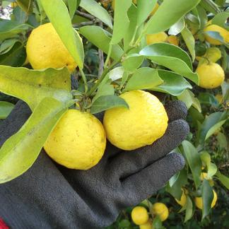 皮ごと安心 無農薬の香酸柑橘セット 花ゆずと完熟かぼす | 果物/香酸柑橘(ライム・レモン等) 産直アウル 農家から直接野菜などの食材を購入 ...
