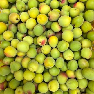 黄 訳あり【L-3L】 | 果物/青梅 産直アウル 農家から直接野菜などの食材を購入できる産地直送の宅配通販サイト