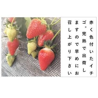 【配送エリア限定、日時指定必須】完熟で香り高い！秋田の夏イチゴ＜約150gx3パック＞ | 果物/いちご 産直アウル 農家から直接野菜などの食材を購入できる産地直送の宅配通販サイト