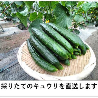 採りたてシャキ旨！キュウリ 約24本/約3,000g | 野菜/きゅうり 産直アウル 農家から直接野菜などの食材を購入できる産地直送の宅配通販サイト