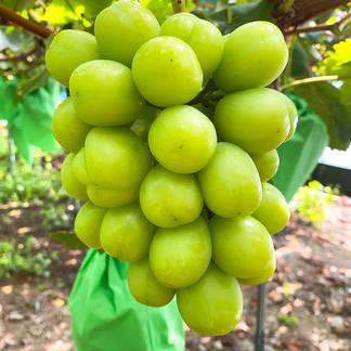 【Nini farm厳選品】 9月上旬より順次発送 フルボ酸栽培 高品質完熟シャインマスカット(約1.0kg)のし対応 | 果物/ぶどう 産直アウル 農家から直接野菜などの食材を購入できる産地 ...