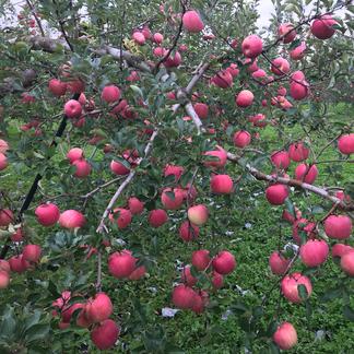 青森県産りんご「サンふじ」家庭用・キズ有 約6kg(3kg×2箱)【フルーツキャップ】 | 果物/りんご 産直アウル 農家から直接野菜などの食材を購入できる産地直送の宅配通販サイト