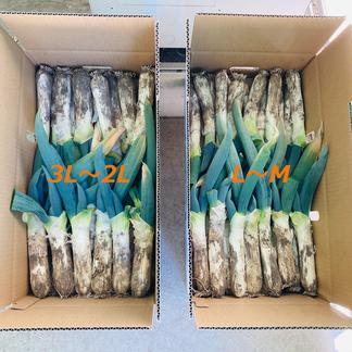 【新春特価！2L～3Lサイズ】お蚕も手伝う「泥付き下仁田ねぎ」6.4kg | 野菜/ねぎ 産直アウル 農家から直接野菜などの食材を購入できる産地直送の宅配通販サイト